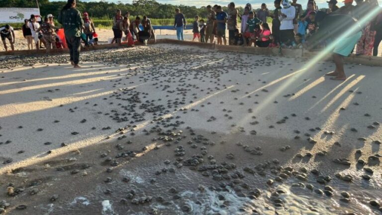 Sema Amazonas promove soltura de 380 mil quelônios no Médio Juruá ...
